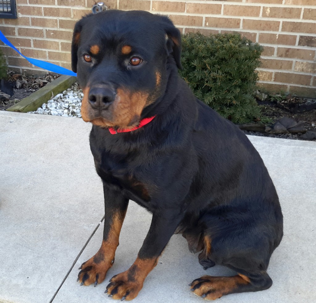 Angel, AKC registered German rottweiler female | Punch's Puppies